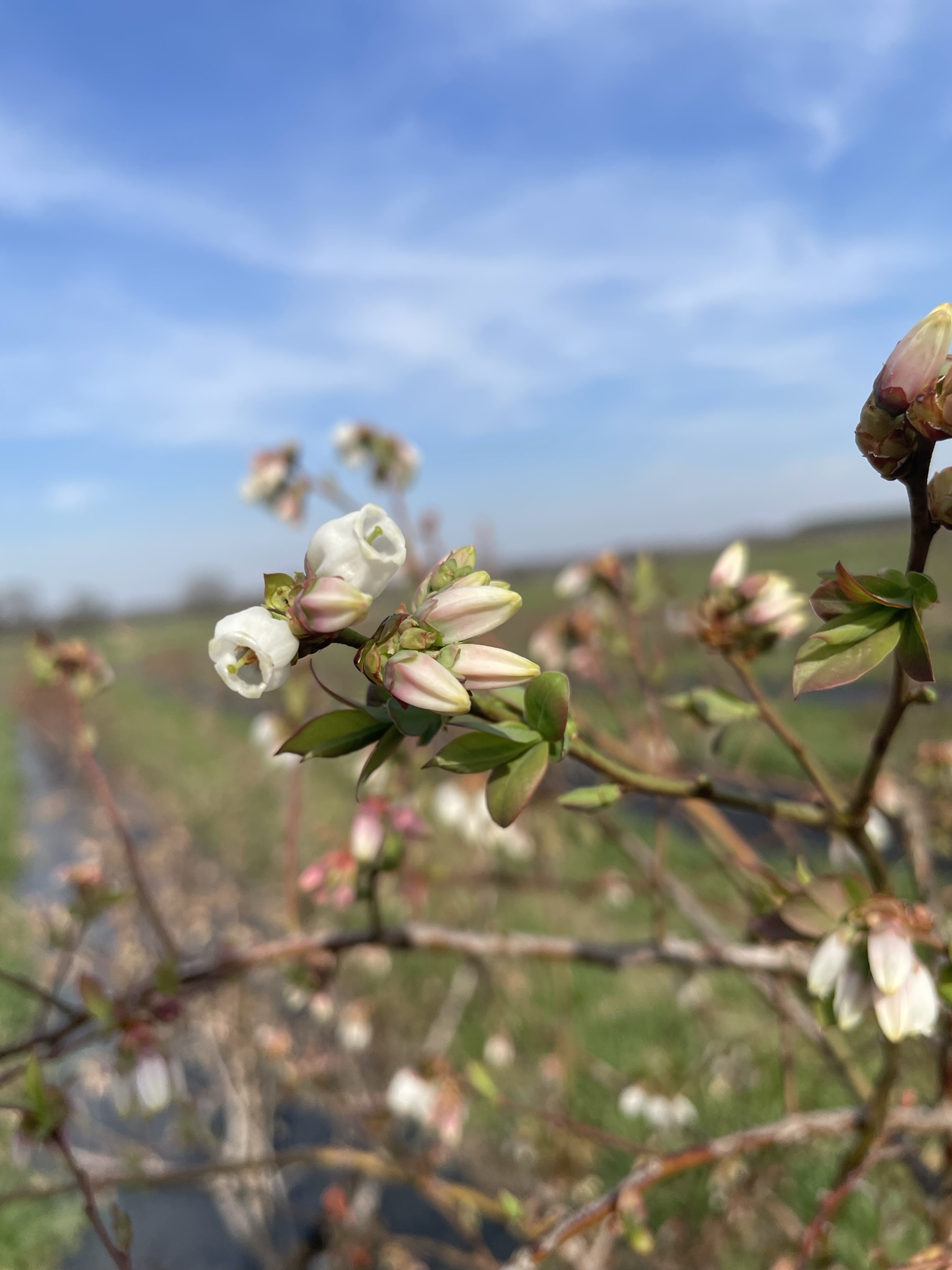 Fruit | UT Hort