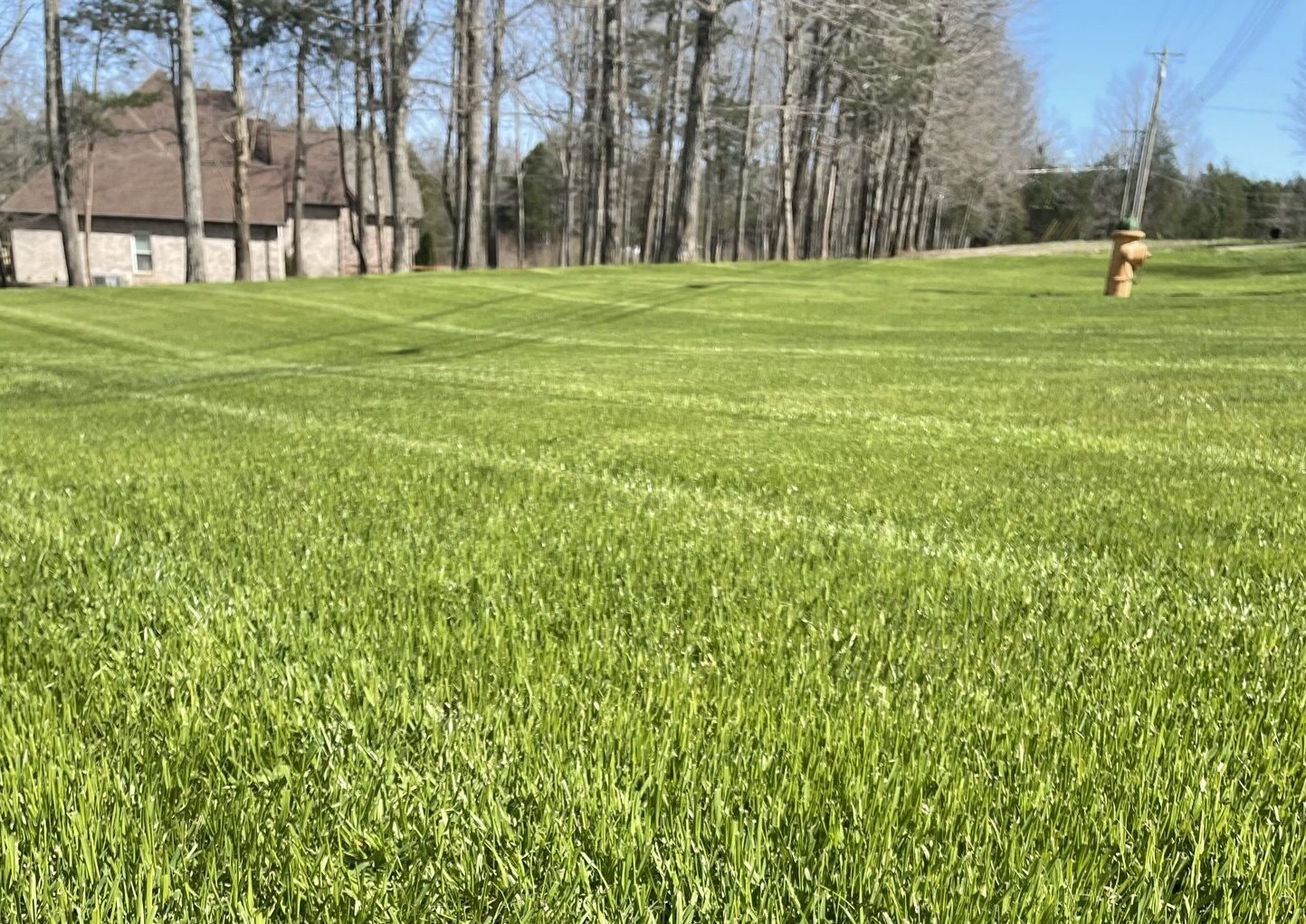Turfgrass | UT Hort